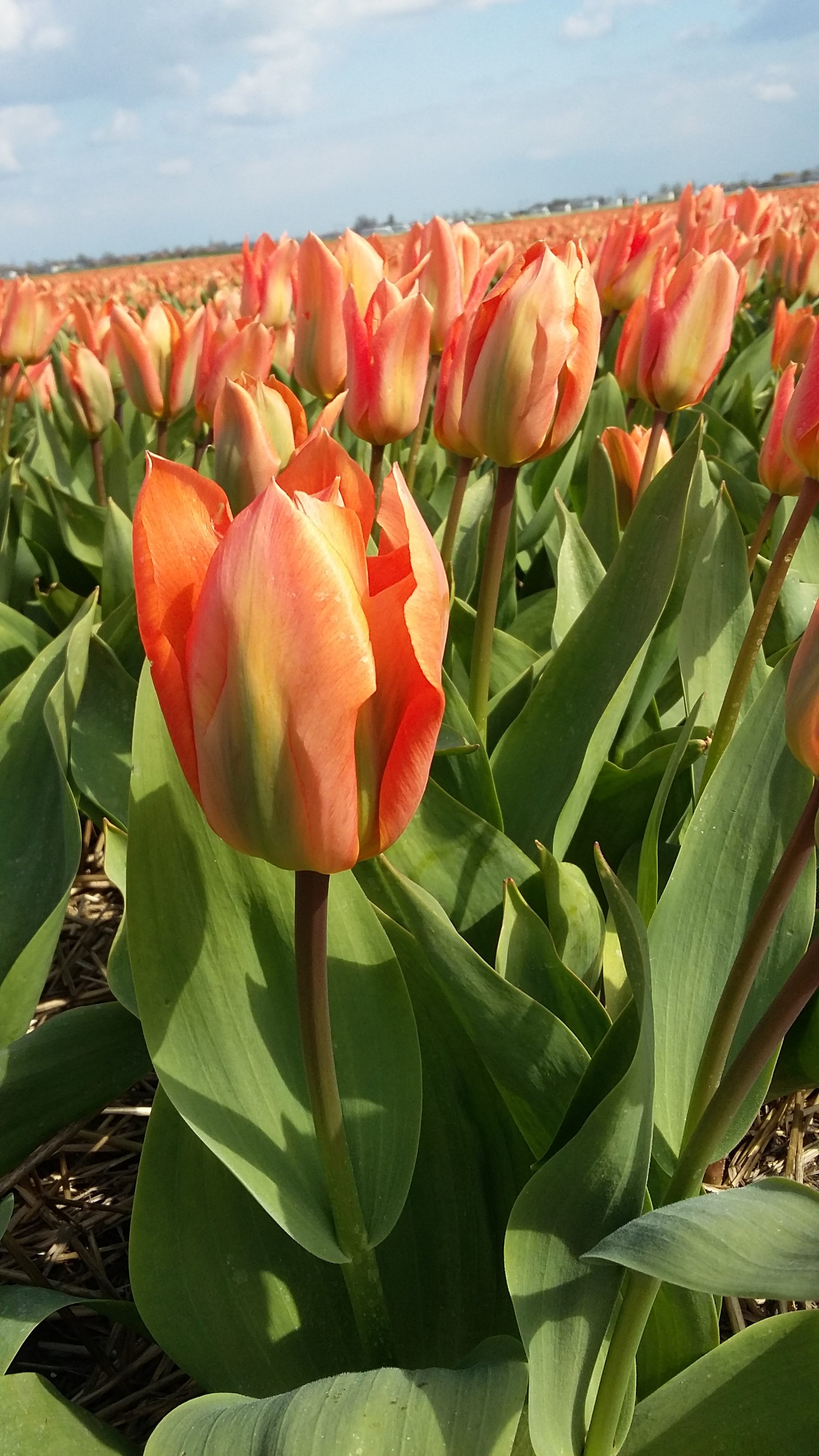 Tulp oranje